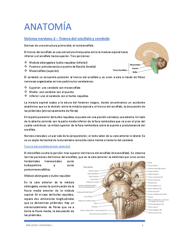 clase-28-sistema-nervioso-3-tronco-del-encefalo-y-cerebelo.pdf