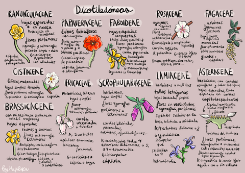 Poster-dicotiledoneas.pdf
