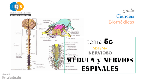 5c.-Sistema-nervioso-MEDULA-y-NERVIOS-ESPINALES.pdf