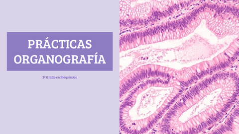 PRACTICAS-ORGANOGRAFIA.pdf