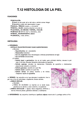 T.12-histologia-de-la-piel.pdf
