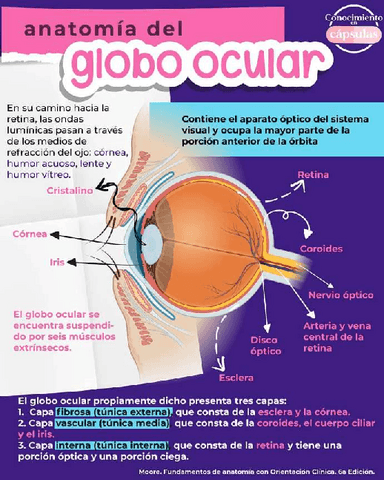 Cuadro-Pares-Craneales.pdf