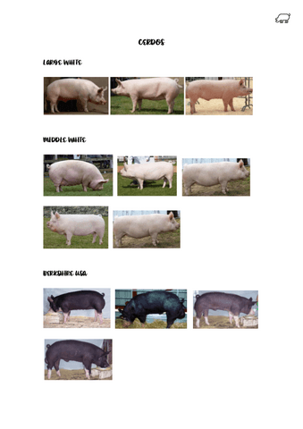 razas-cerdos-gatos-y-conejos-fotos-cuestionario.pdf