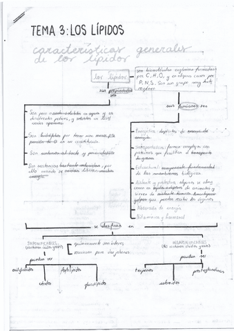 Tema-3-Los-lipidos.pdf