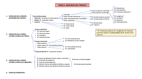 Esquema-miologia-de-tronco-T9.pdf