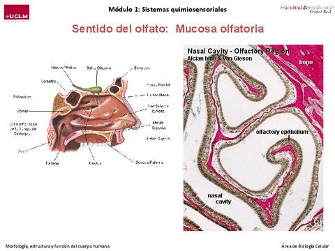 Tema-3.-Sistema-quimiosensorial.-Mucosa-Olfatoria-y-Corpusculos ...