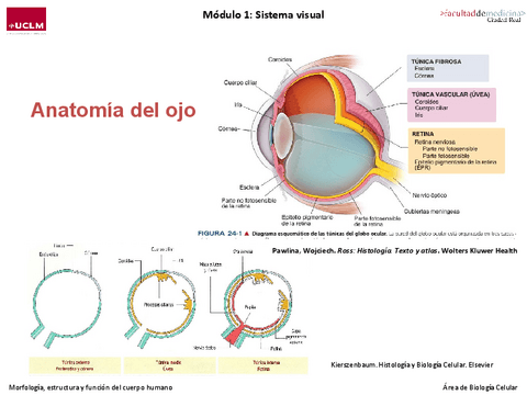 Tema-4.-Sistema-visual.-Ojo.pdf