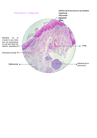 Practica-1-histo-especial.pdf