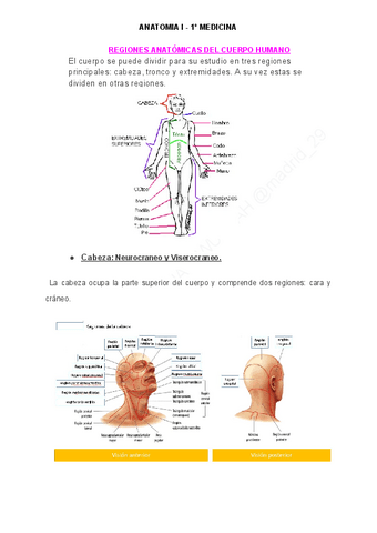 REGIONES-ANATOMICAS-DEL-CUERPO-HUMANO.pdf