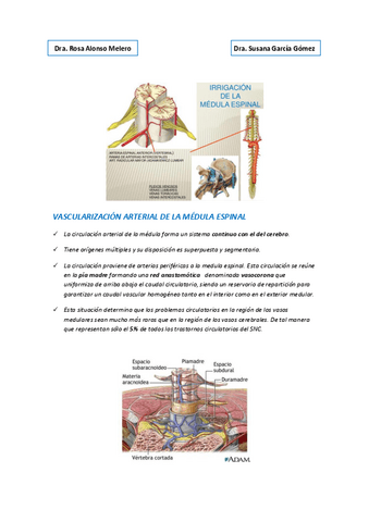 VASCULARIZACION-DE-LA-MEDULA-ESPINAL-ROSA.pdf