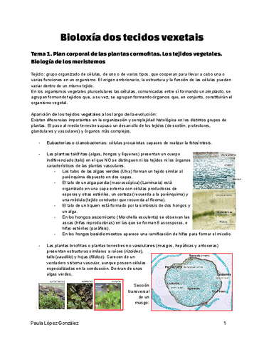 resumen-tejidos-vegetales.pdf