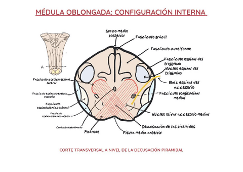 Medula-Oblongada-Configuracion-Interna-1-de-2.pdf