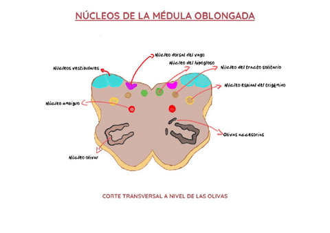 Medula-Oblongada-Nucleos.pdf