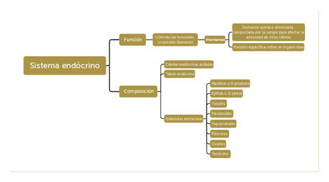 Sistema-endocrino-Esquema.pdf