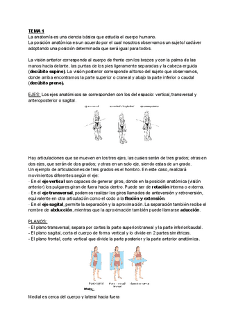 Tema 1 Anatomia Pdf