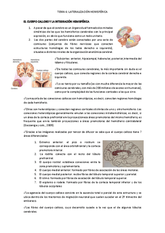 TEMA-6-LATERALIZACION-HEMISFERICA.pdf