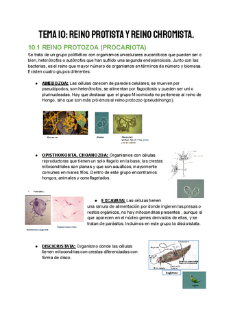 TEMA-10-REINO-PROTISTA-Y-REINO-CHROMISTA.pdf