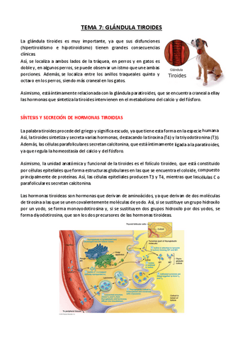 FISIO-T7.pdf