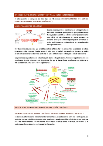 BG-C6-Citoesqueleto-microfilamentos-y-filamentos-intermedios.pdf