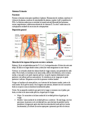 4.5-Sistema-Urinario.pdf