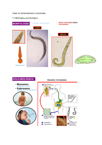 TEMA-10-ENTEROBIASIS-U-OXIURIASIS.pdf