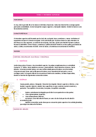TEMA-3-ANATOMIA.pdf