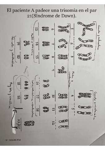 PRACTICA-CARIOTIPOS.pdf
