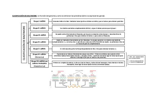 Esquema-virus-T10-12.pdf