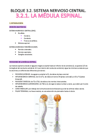 3-PARCIAL-ANATOMIA.pdf