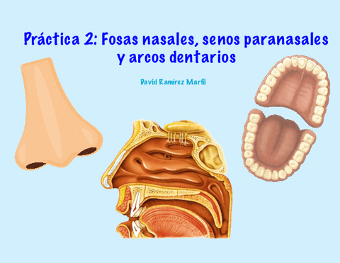 Practica-2.-Fosas-nasales-senos-paranasales-y-arcos-dentarios.pdf