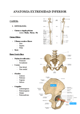 ANATOMIA-EXTREMIDAD-INFERIOR.pdf