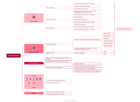 Esquema hematopoyesis | U1 - El laboratorio de hematología. La sangre y la hematopoyesis.pdf