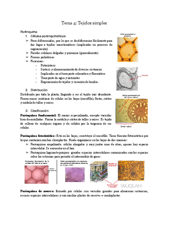 Tema-4-Tejidos-simples.pdf