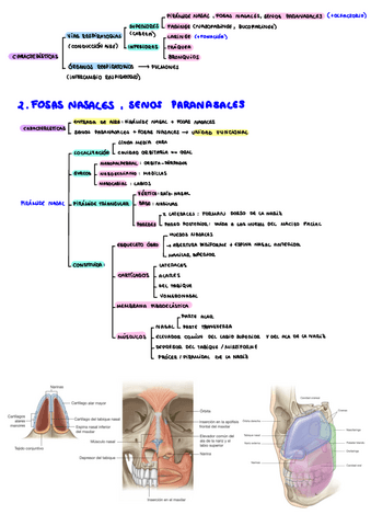 Fosas-nasales-y-senos-paranasales.pdf