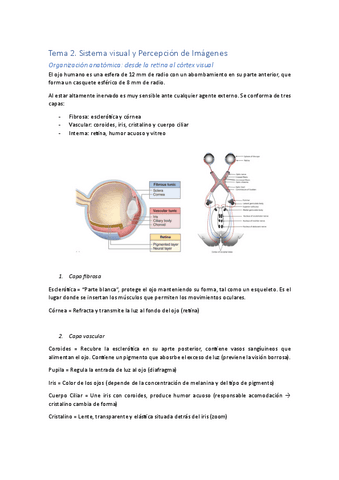 Tema-2-Sistema-visual.pdf