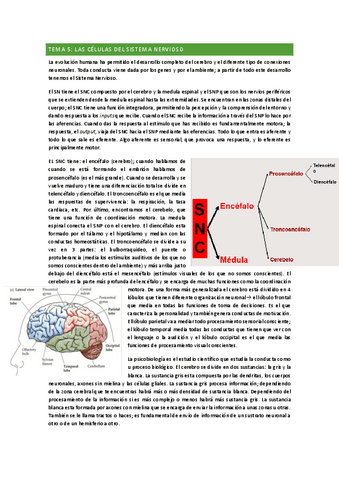 NEURO-II.pdf