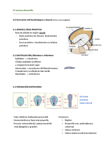 3a-semana-y-neurulacion- OCT2023.pdf
