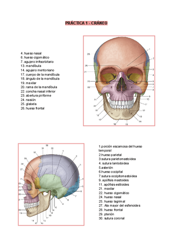 RESUMEN-PRACTICAS-ANATOMIA.pdf