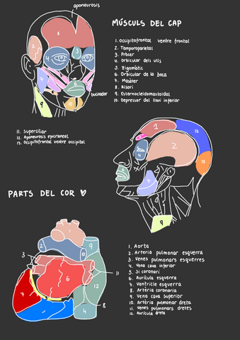 Musculs-Cap-I-Cor.pdf