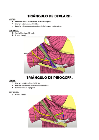 Triangulo-de-Beclard-y-Pirogoff-ANATOMIA-HUMANA-III.pdf