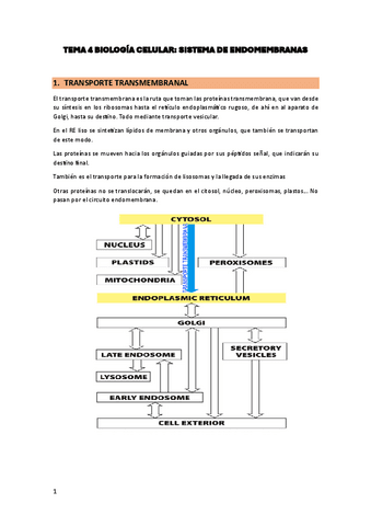 Tema-4-biocel-Sistema-de-endomembranas-completo.pdf