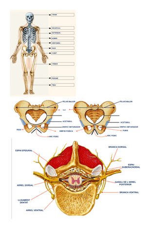 practiques-anatomia-imatges.pdf