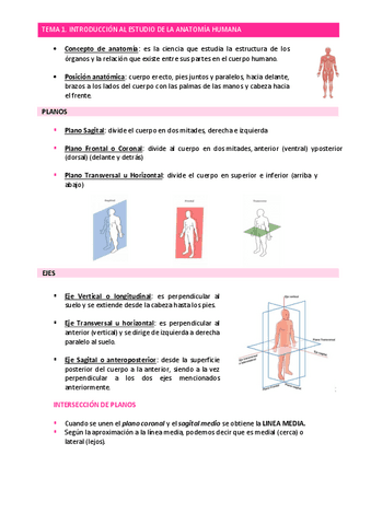 Anatomía COMPLETA.pdf