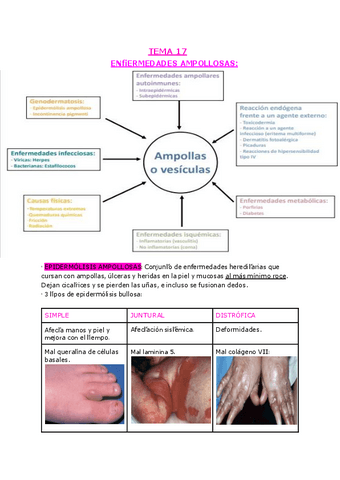TEMA-17-DERMA.pdf