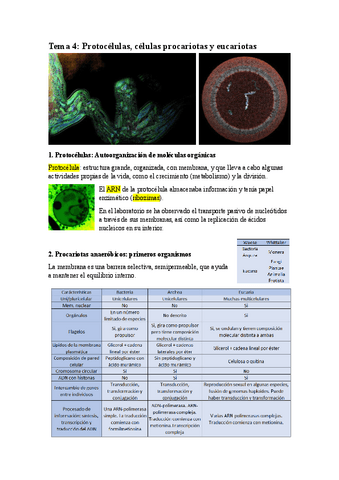 Tema-4-Protocelulas-celulas-procariotas-y-eucariotas.pdf