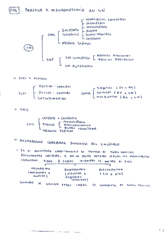Practica-1-macroanatomia-del-SN-esquema.pdf