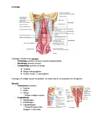 11.-Faringe.pdf