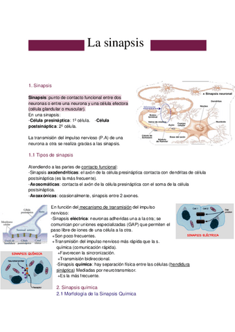 T.10-La-sinapsis.pdf