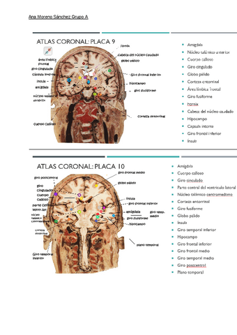 atlas-cerebro-neuro.pdf