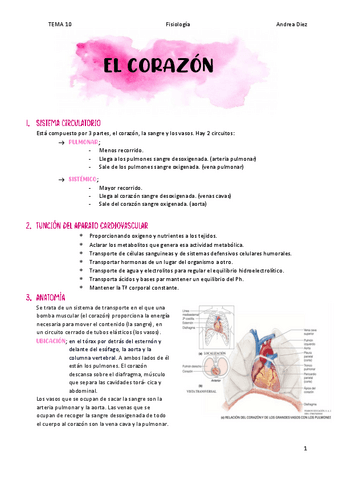 TEMA-10-El-corazon.pdf